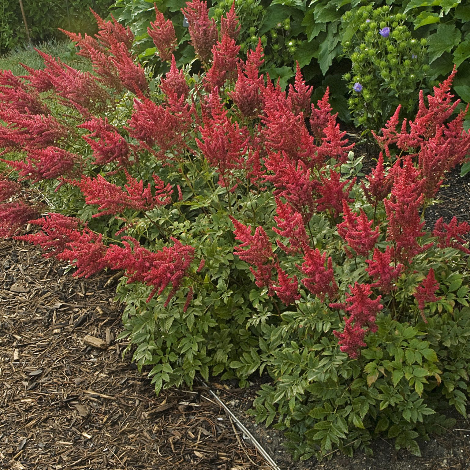 Astilbe August Light - Wild Juniper Nursery