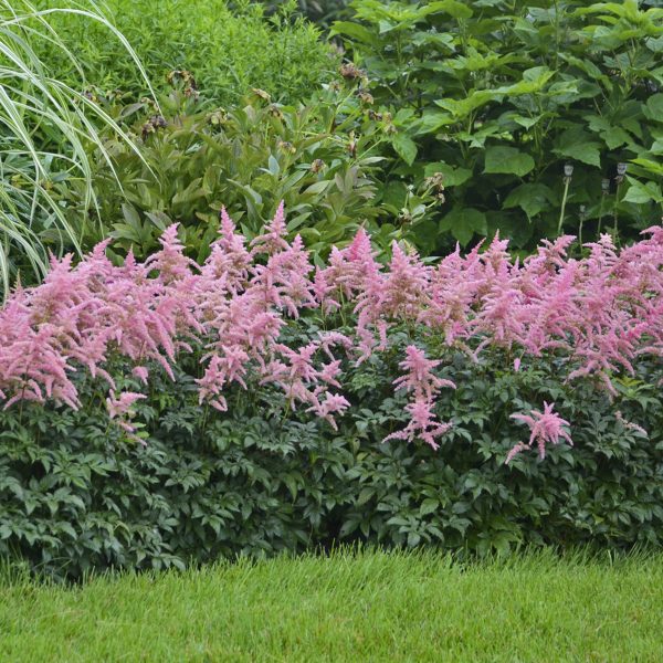 Astilbe Bressingham Beauty - Wild Juniper Nursery