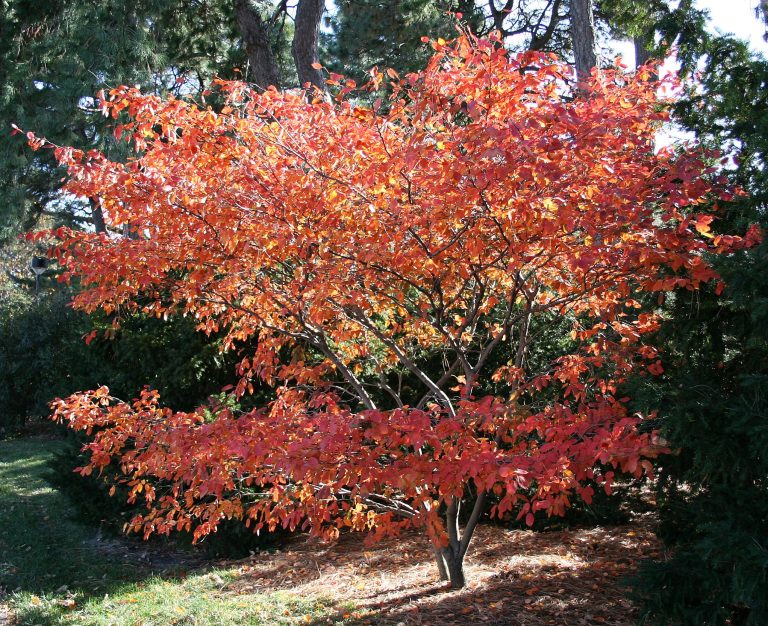 Serviceberry Tree Autumn Brilliance - Wild Juniper Nursery