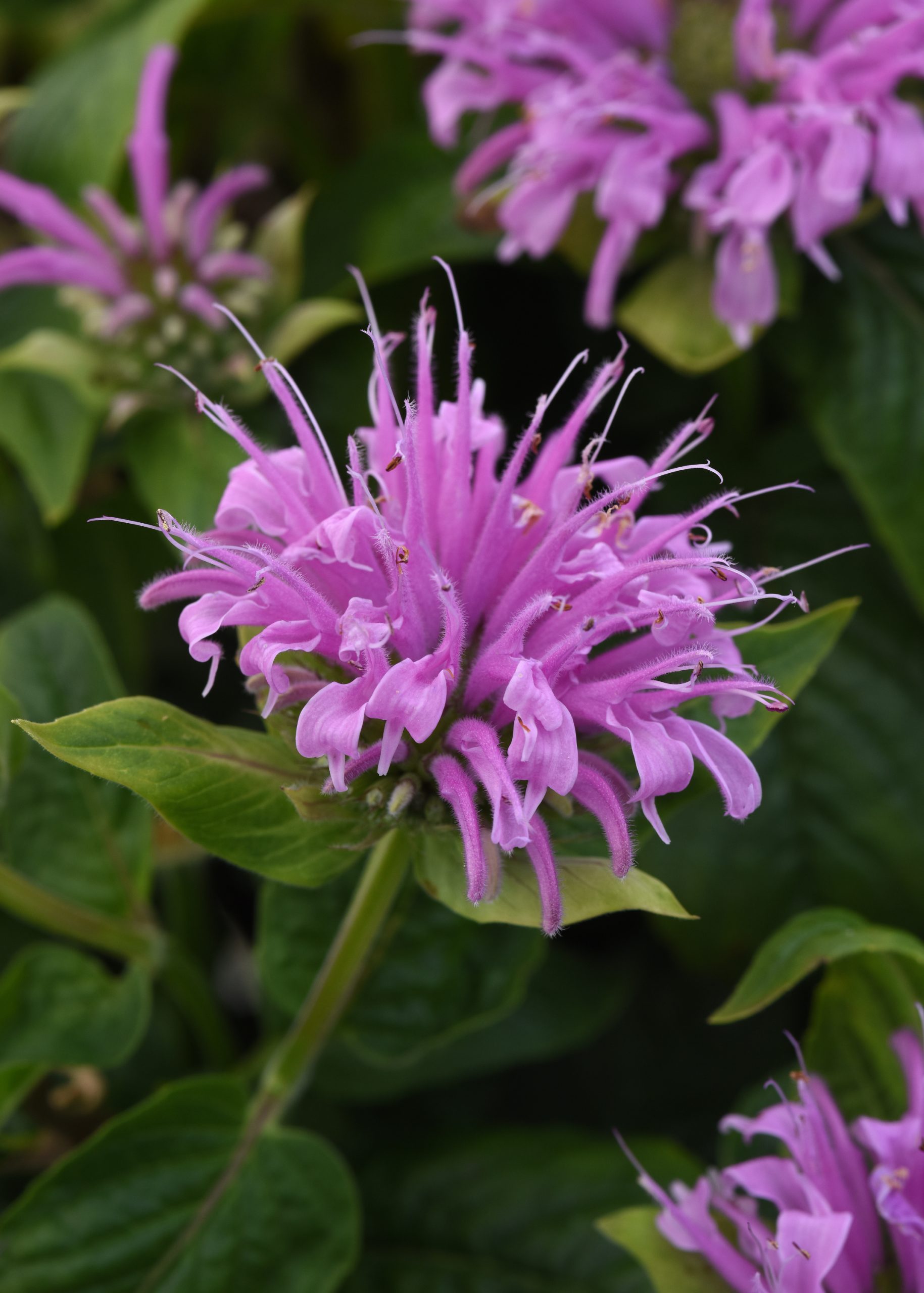 Bee Balm BeeMine Lavender - Wild Juniper Nursery