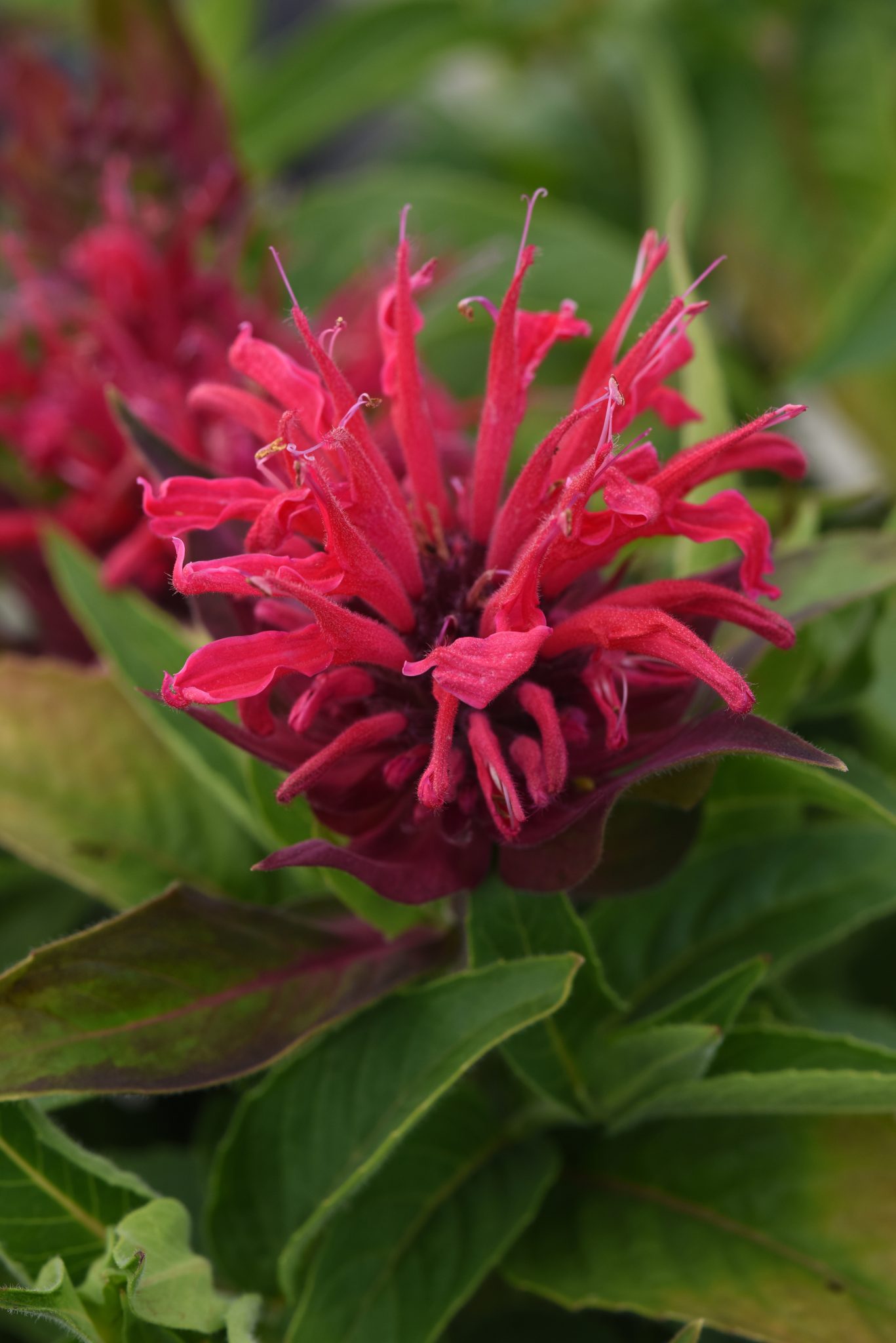 Bee Balm BeeMine Red - Wild Juniper Nursery