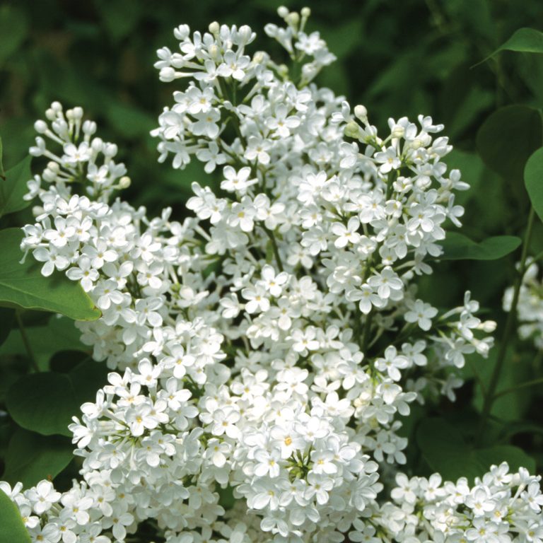 Lilac Betsy Ross - Wild Juniper Nursery
