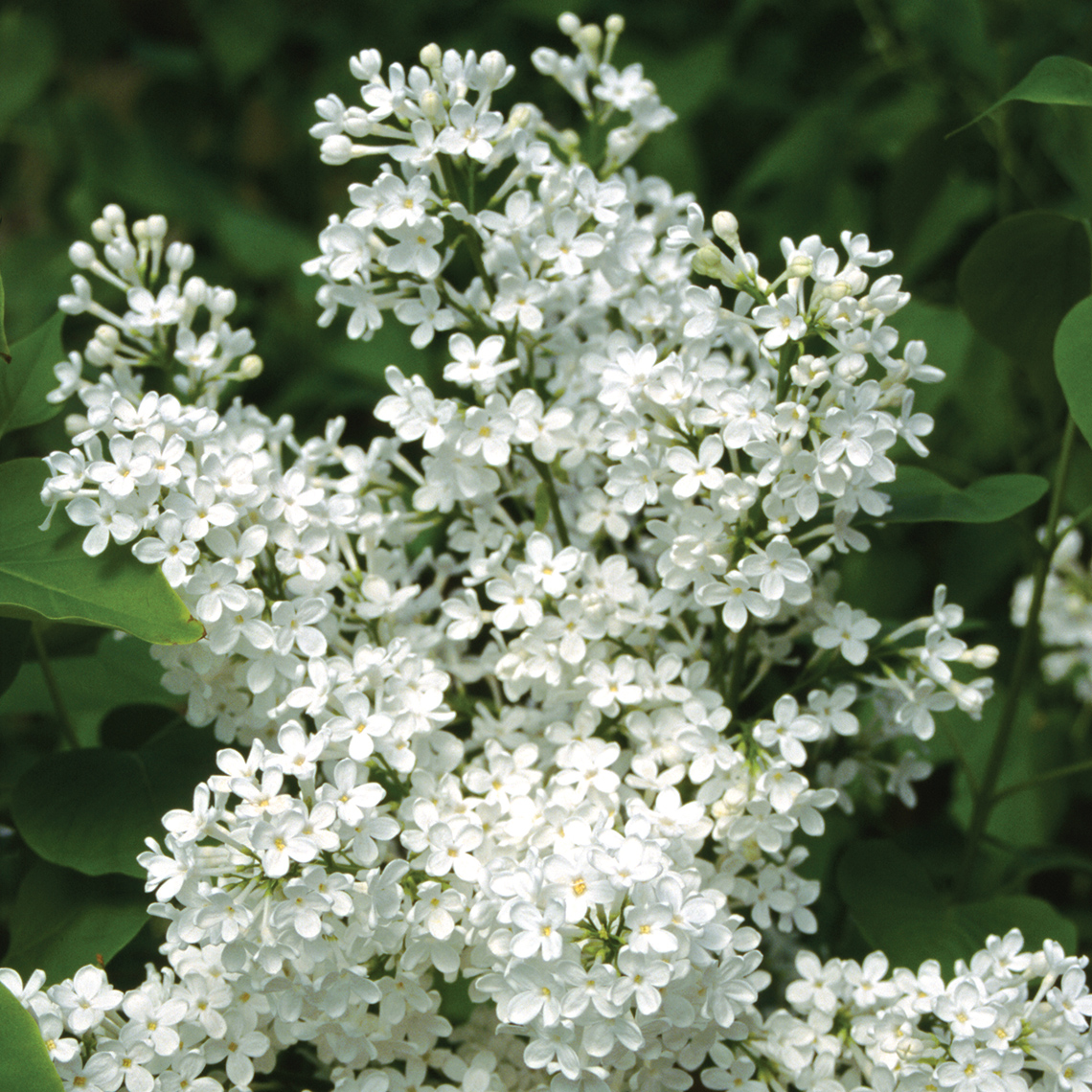 Lilac Betsy Ross - Wild Juniper Nursery