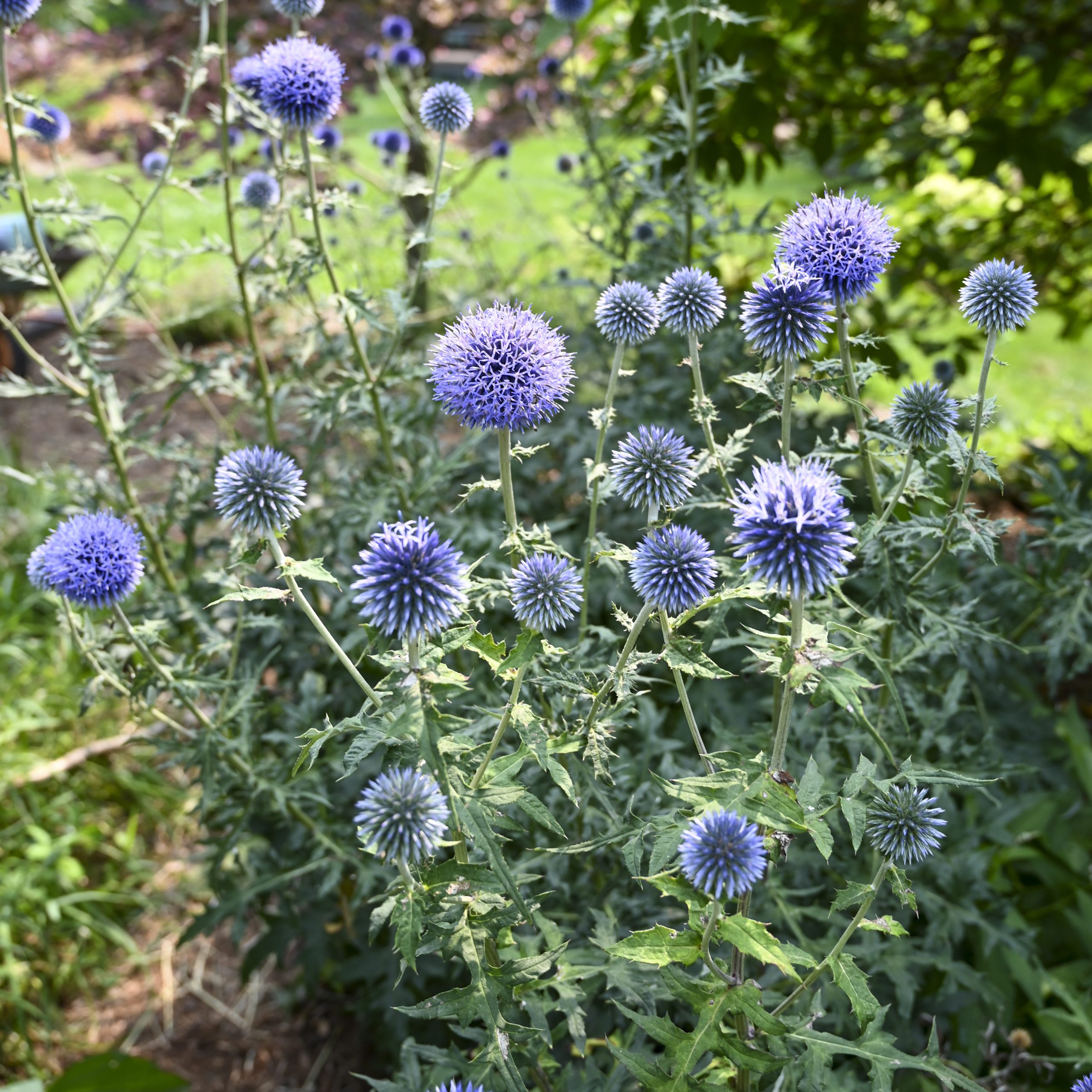 Blue Glow Thistle - Wild Juniper Nursery