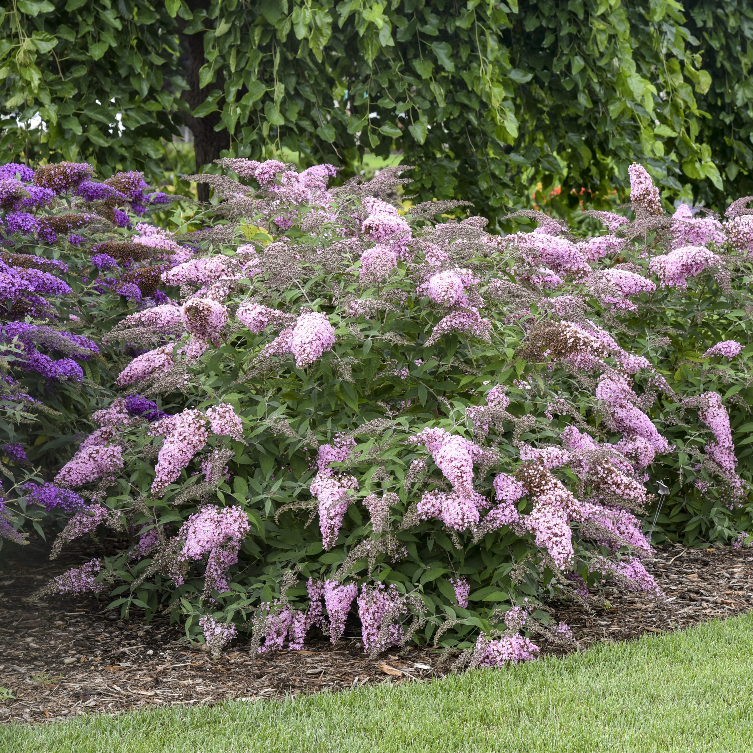 Butterfly Bush Pink Cascade II - Wild Juniper Nursery