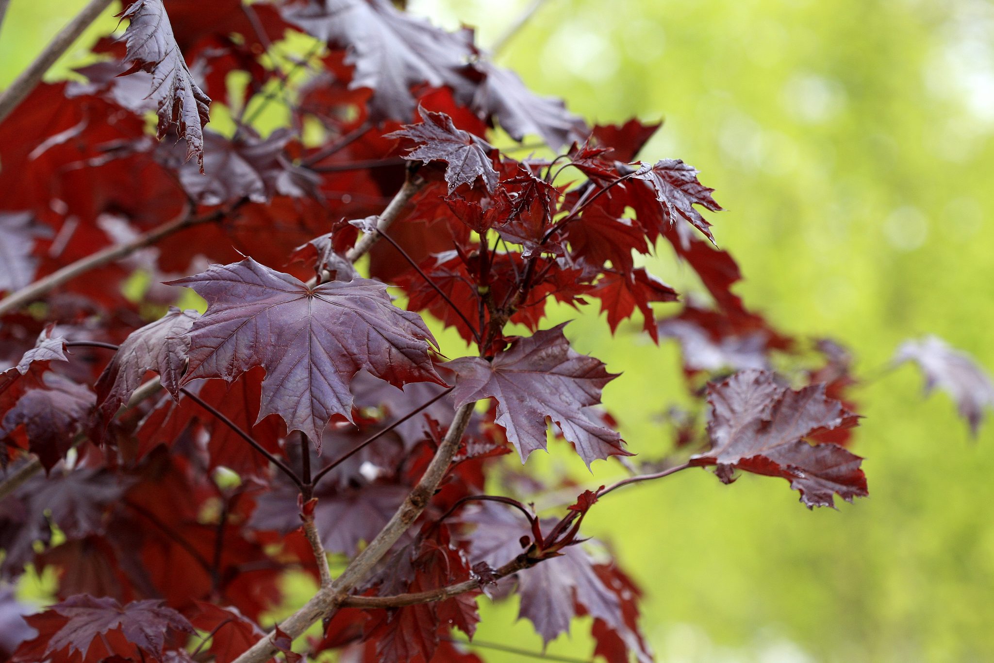 Maple Tree Crimson King - Wild Juniper Nursery