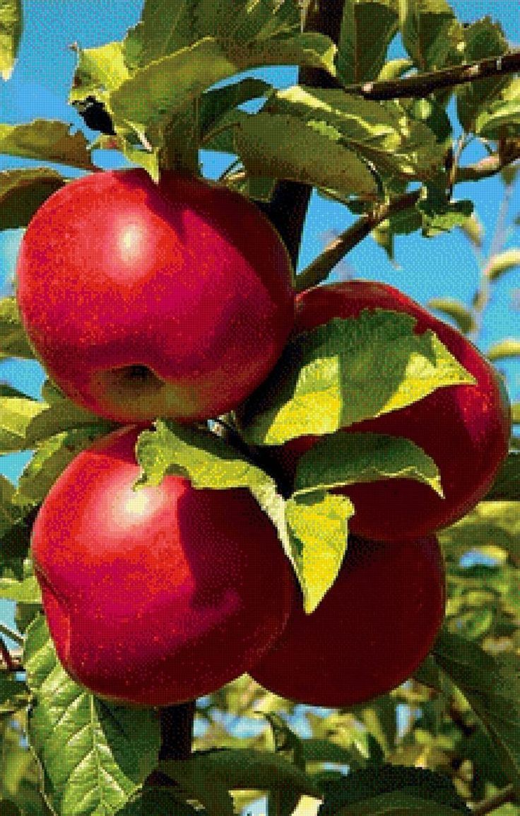 Apple Tree Firestorm - Wild Juniper Nursery