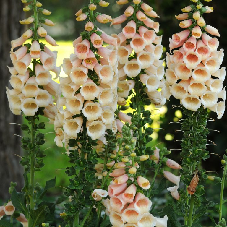 Foxglove Dalmatian Peach - Wild Juniper Nursery