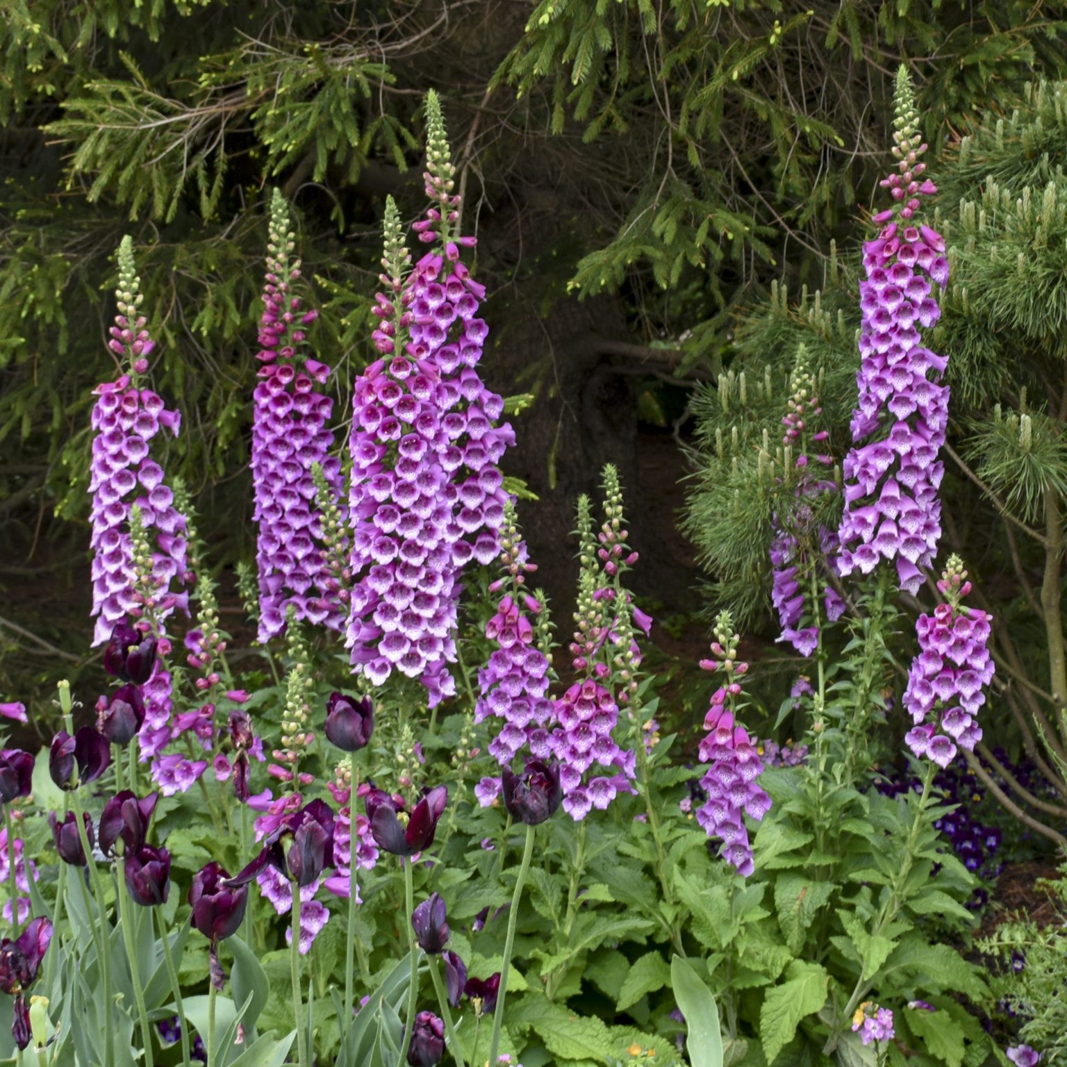 Foxglove Dalmatian Purple - Wild Juniper Nursery