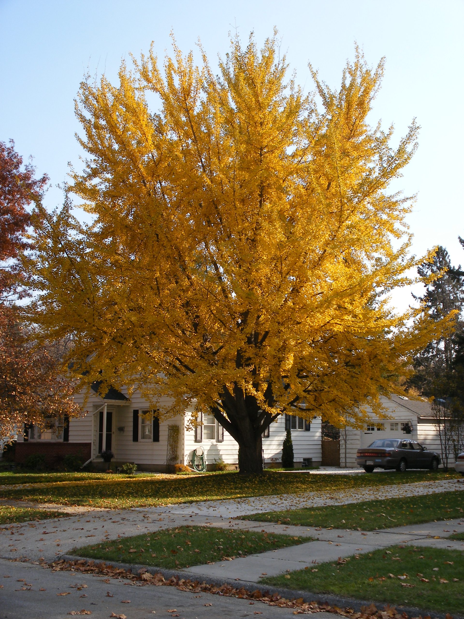 Ginko Tree - Wild Juniper Nursery