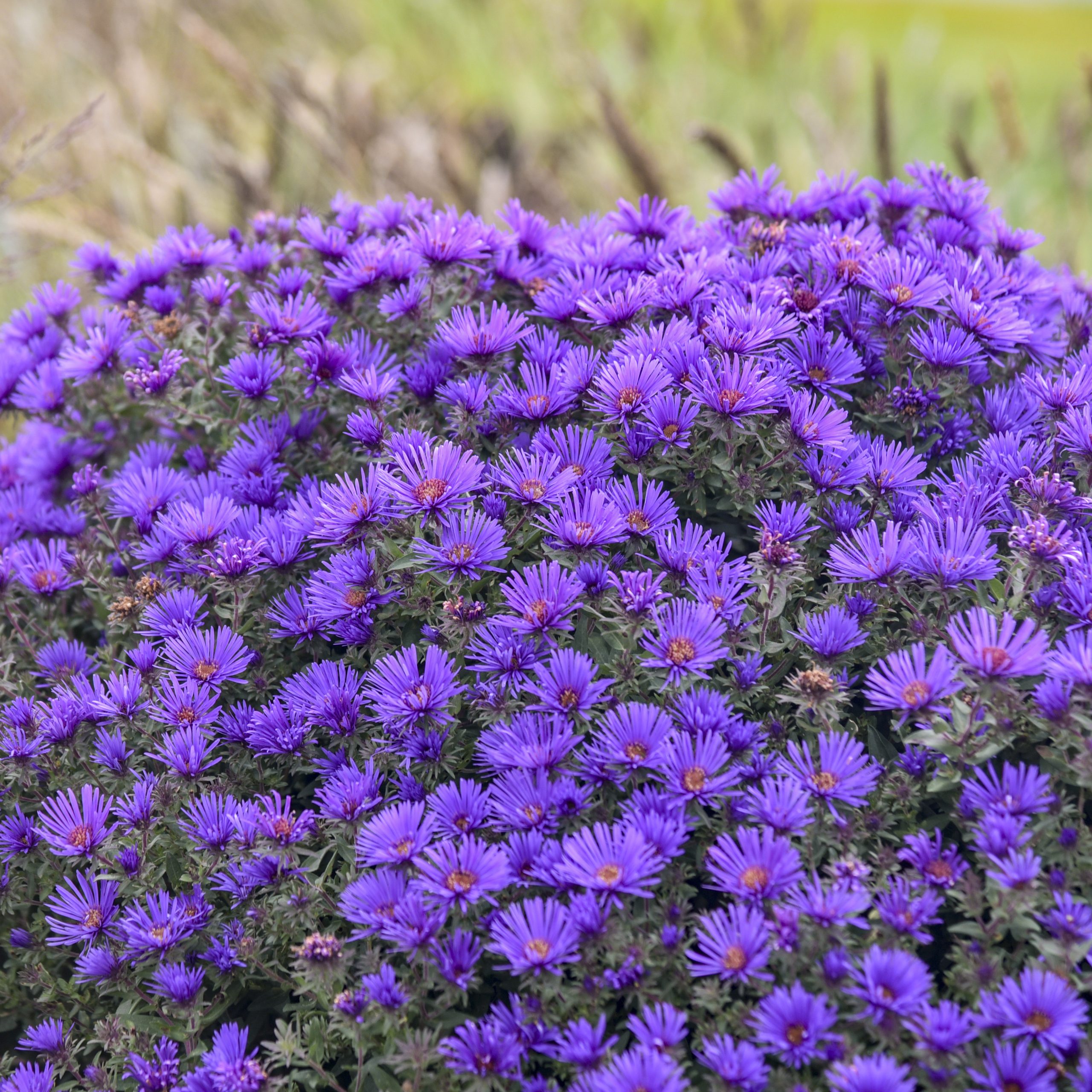 Aster Grape Crush - Wild Juniper Nursery