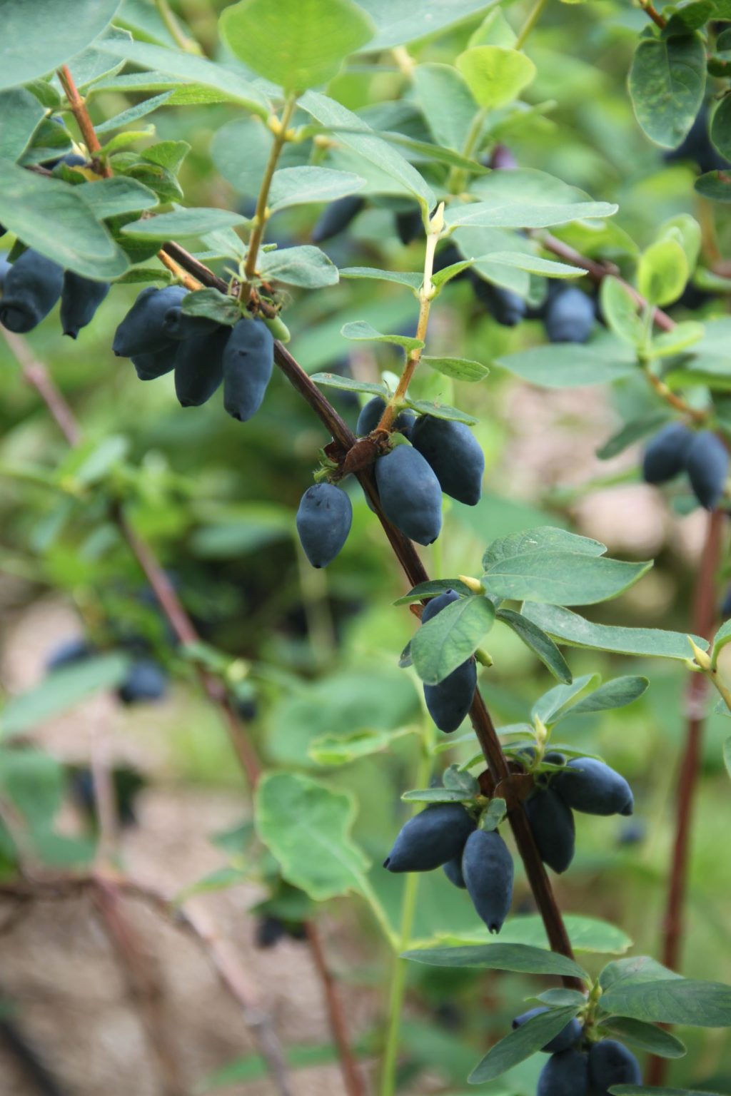 Haskap Aurora - Wild Juniper Nursery