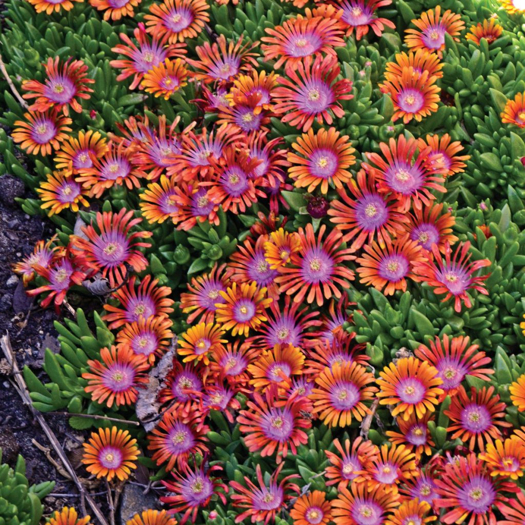 Ice Plant Fire Spinner - Wild Juniper Nursery
