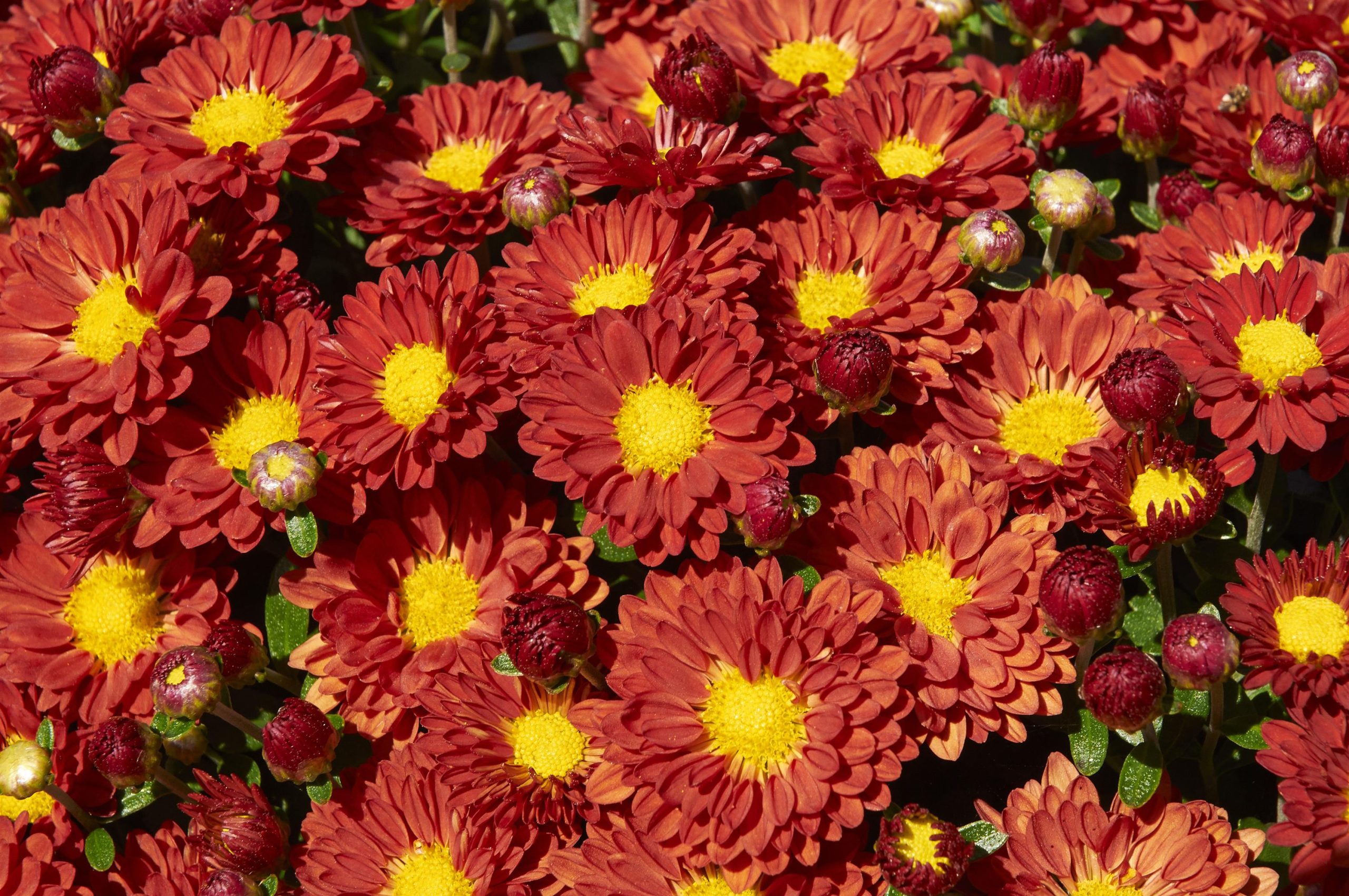 Mum Igloo Fire Dance - Wild Juniper Nursery