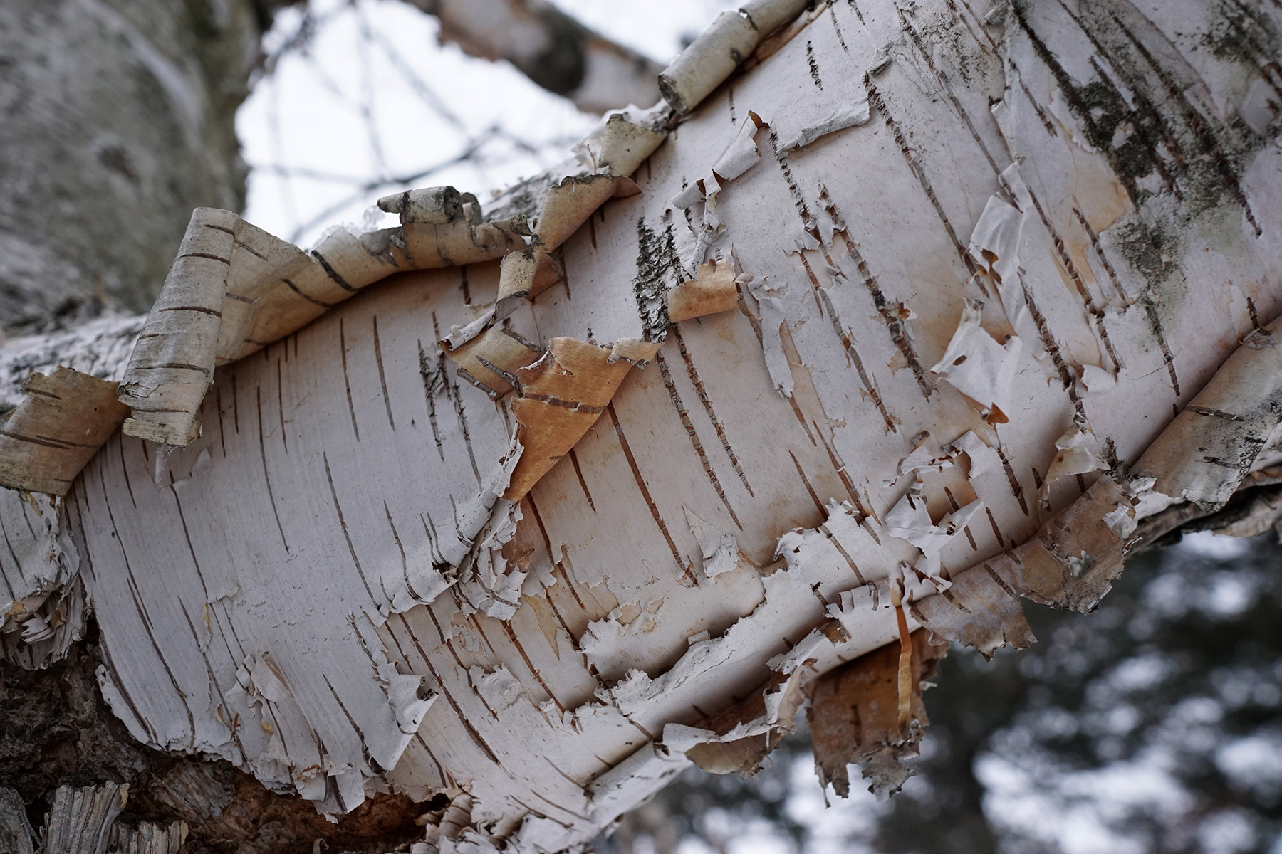 Birch Tree Paper - Wild Juniper Nursery