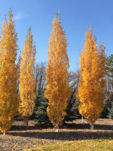 Birch Tree Parkland Pillar - Wild Juniper Nursery