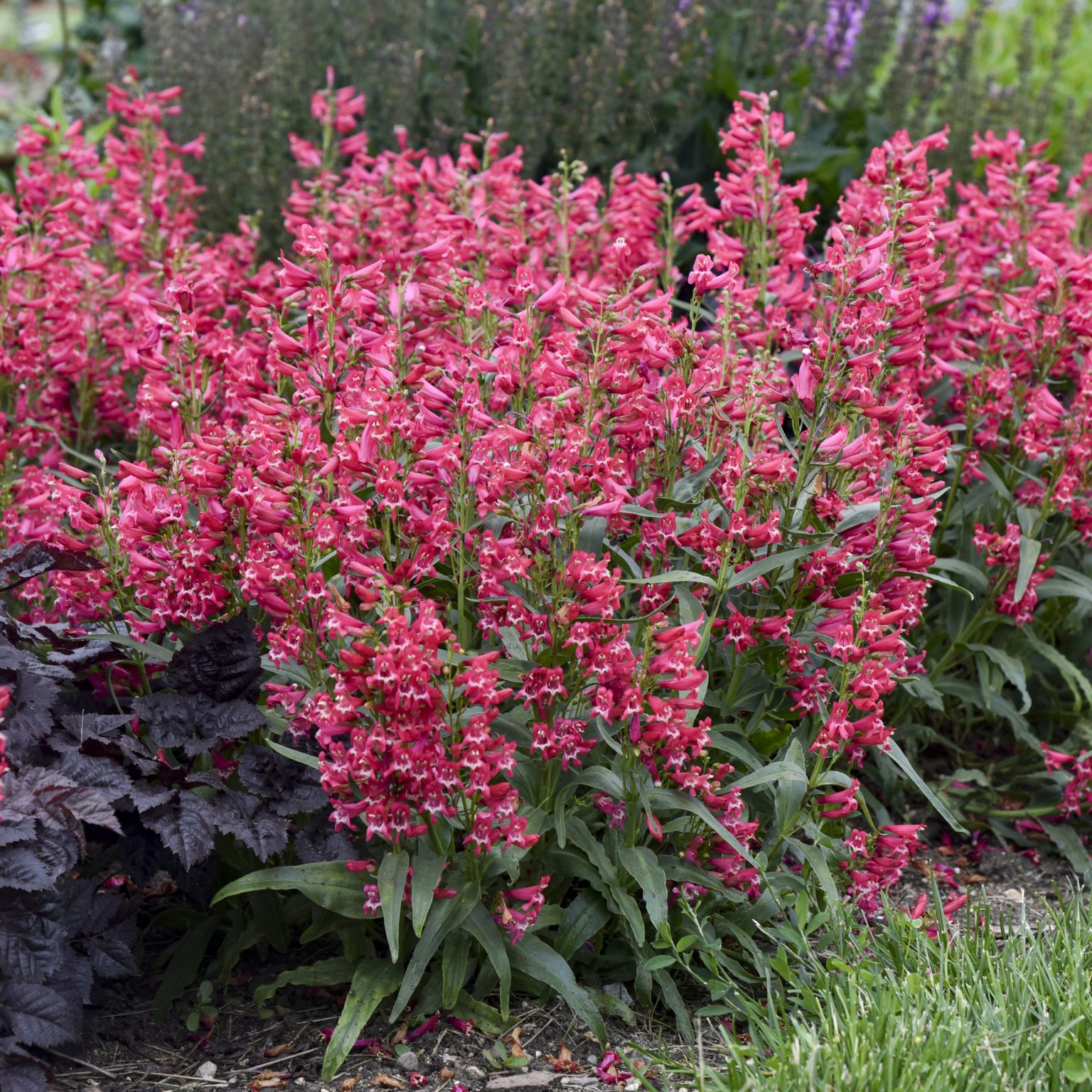 Penstemon Rose Rhinestones - Wild Juniper Nursery