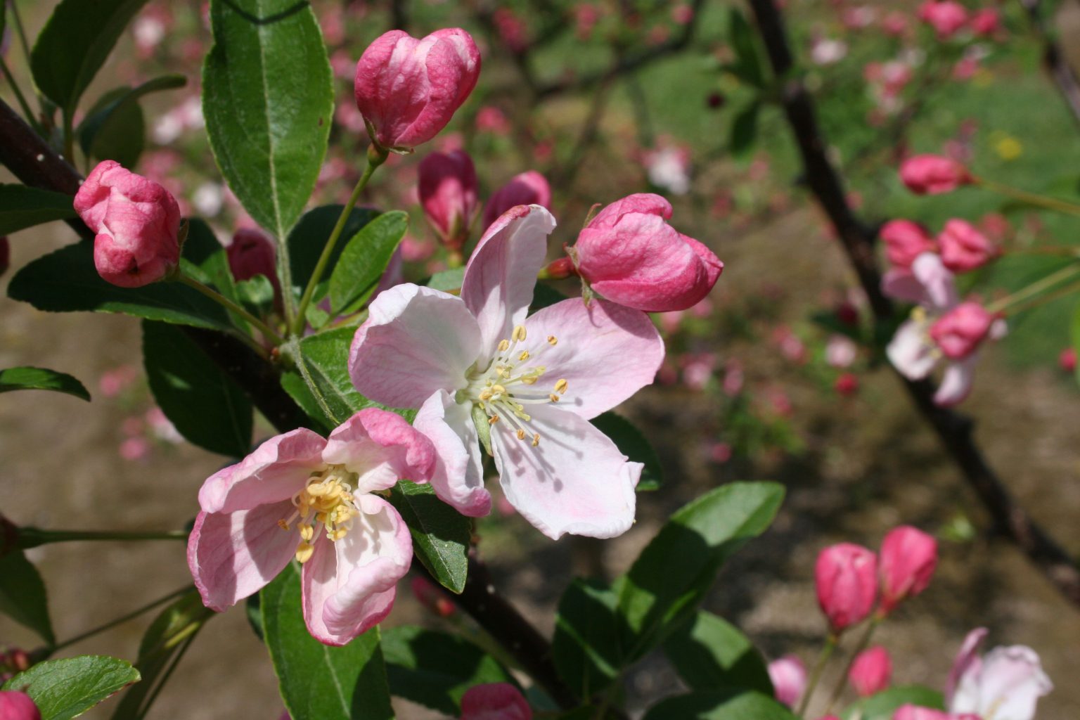 Crabapple Tree Pink Sparkles - Wild Juniper Nursery