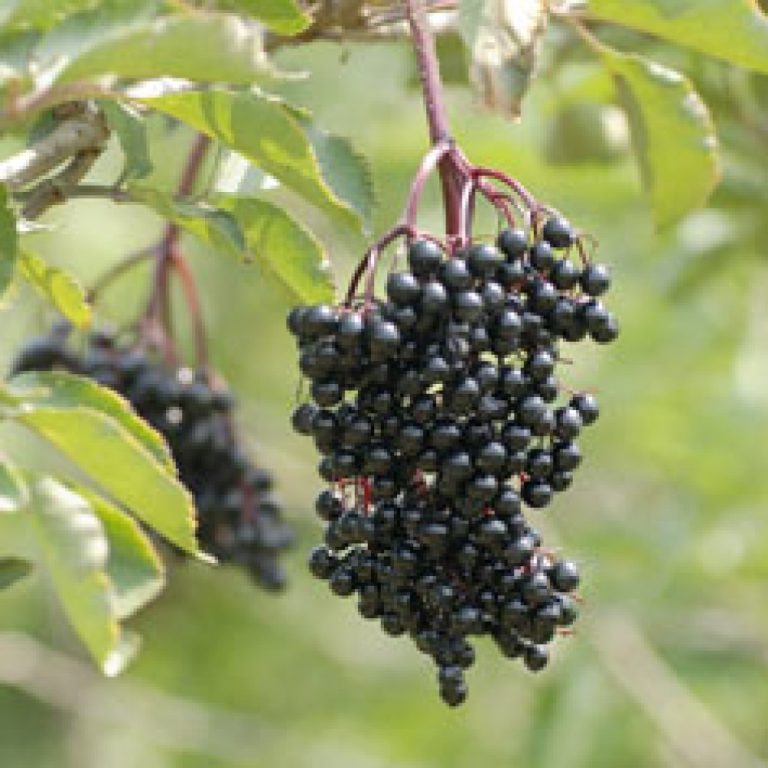 Elderberry Samdal - Wild Juniper Nursery