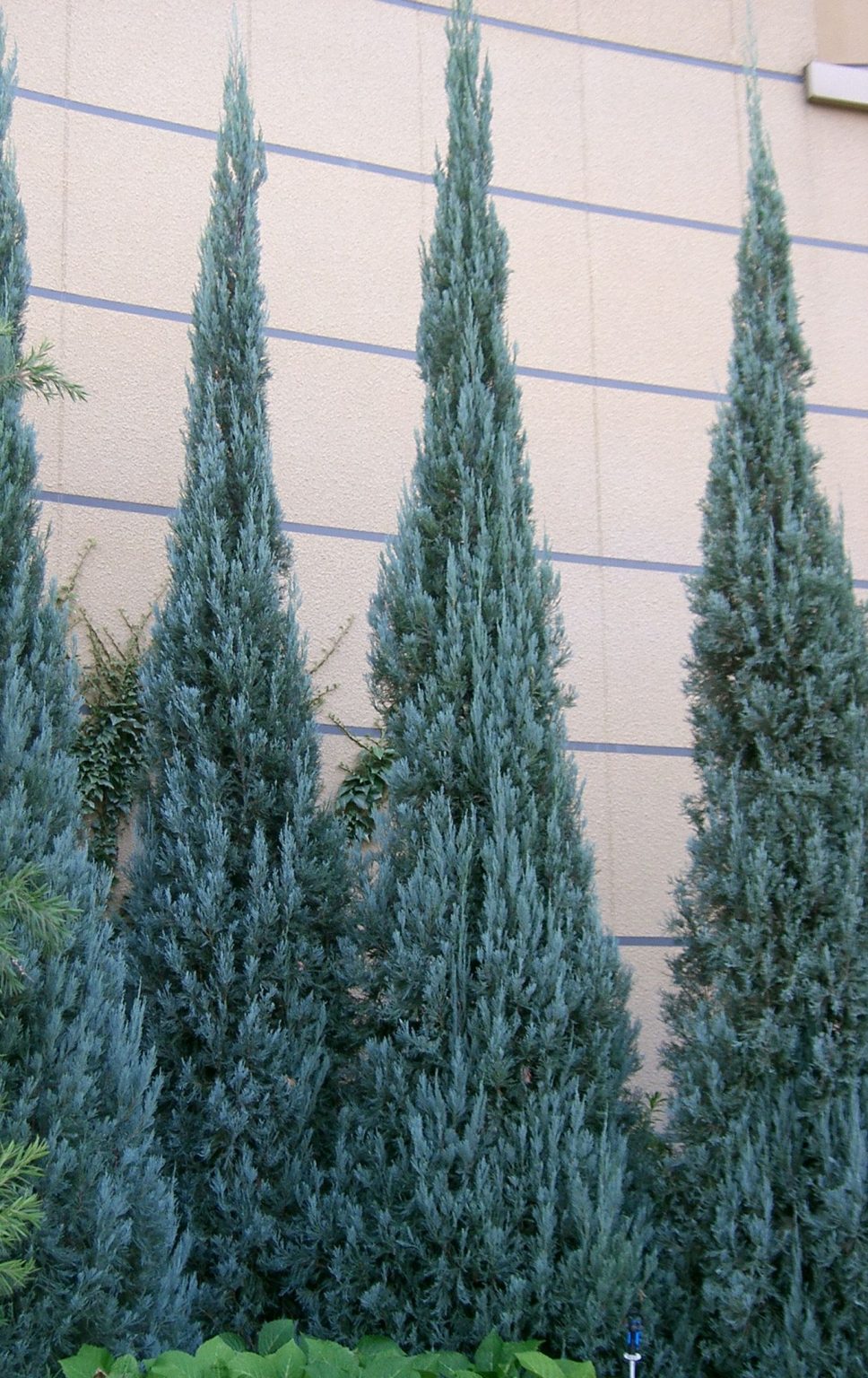 Juniper Skyrocket - Wild Juniper Nursery
