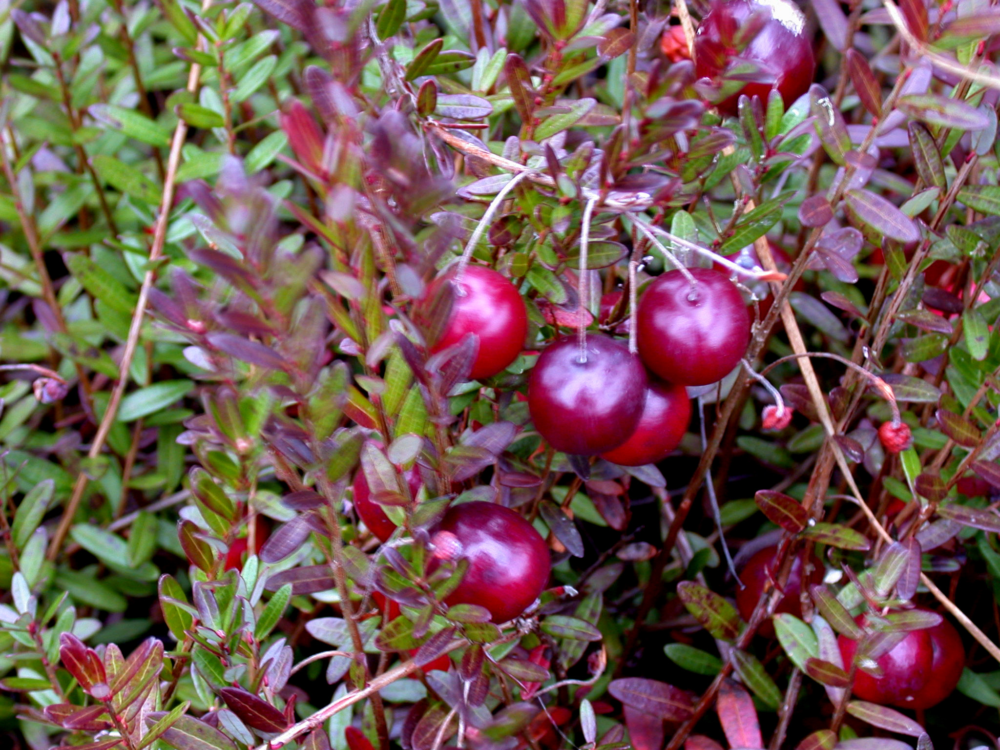 Cranberry Stevens - Wild Juniper Nursery