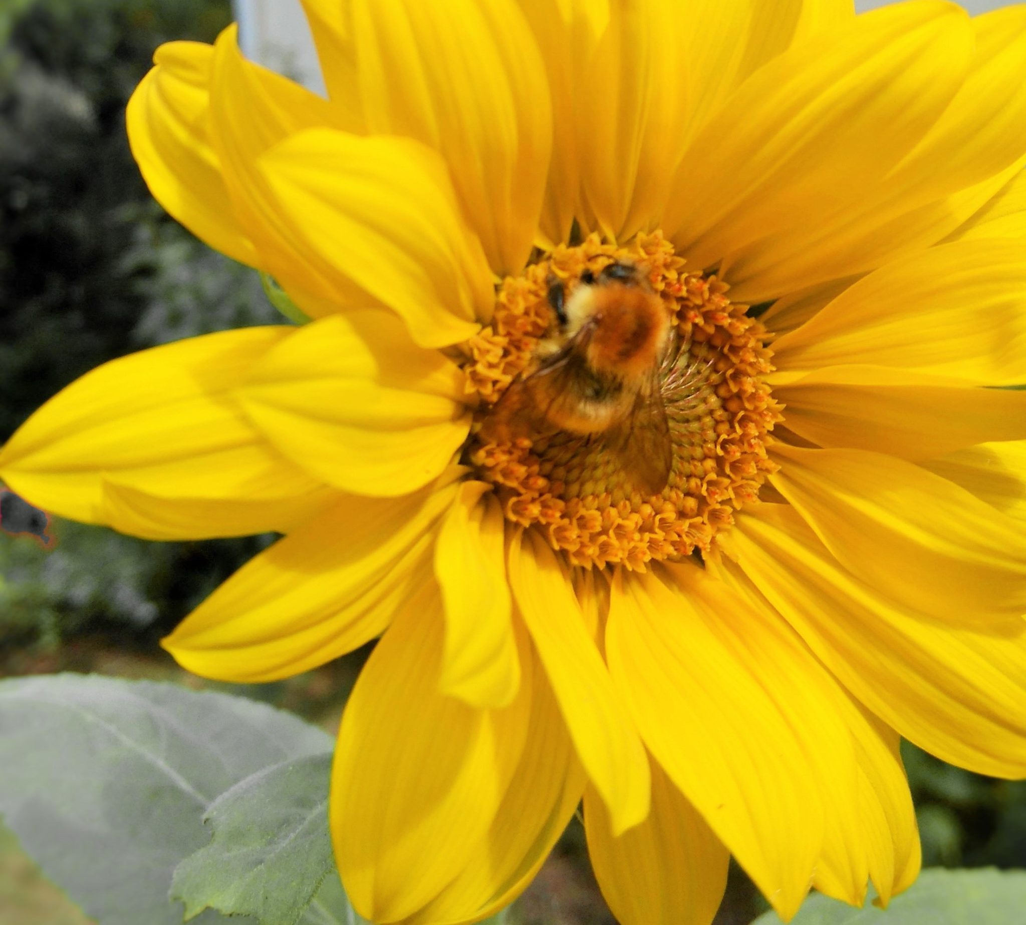 Western Sunflower - Wild Juniper Nursery