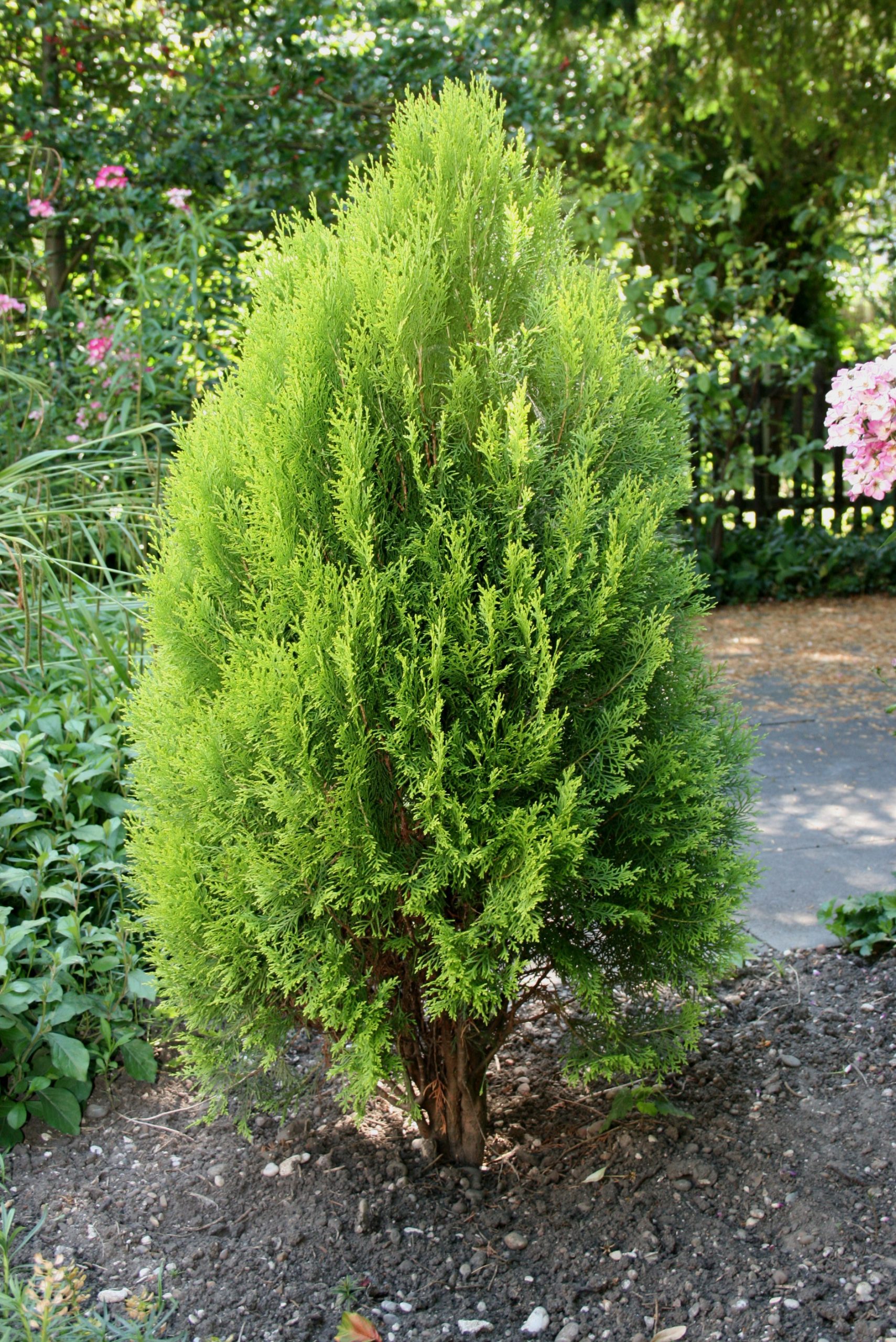 Cedar Northern White - Wild Juniper Nursery