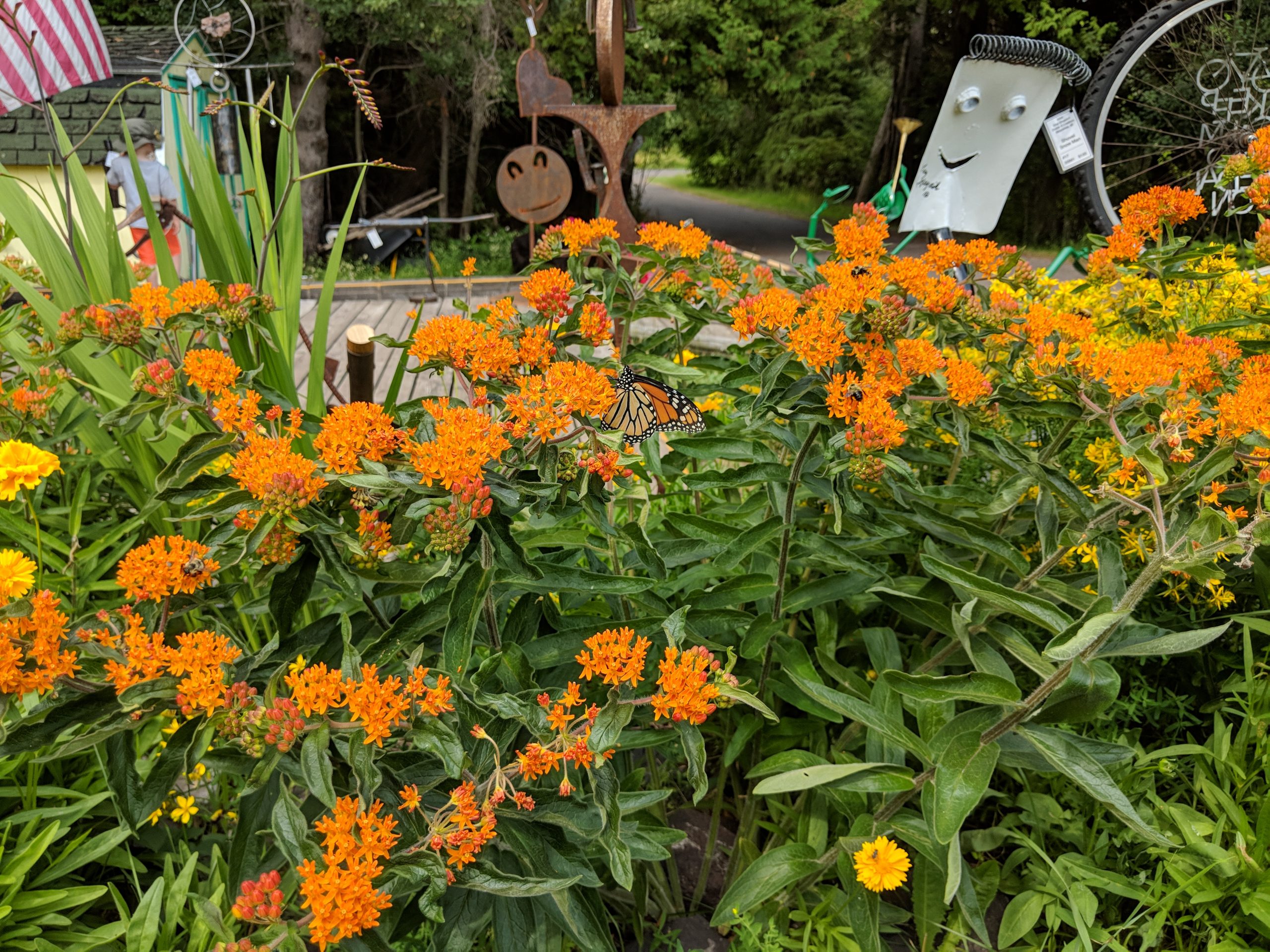 Milkweed Butterfly Weed Wild Orange aka Butterfly Milkweed - Wild ...