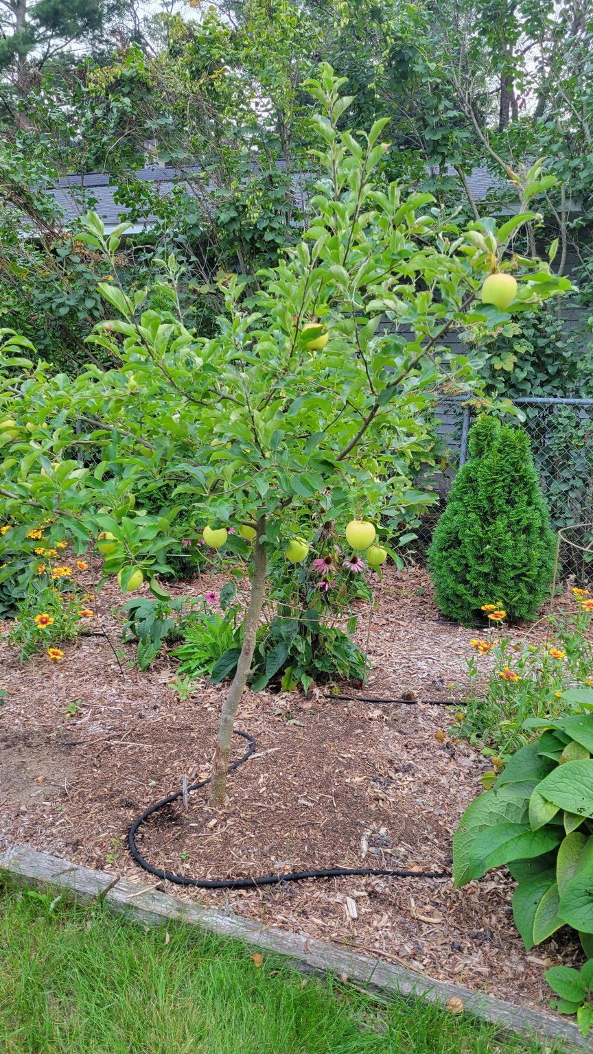 Apple Tree Dwarf Honeycrisp - Wild Juniper Nursery
