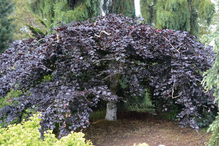 Beech European Weeping - Wild Juniper Nursery