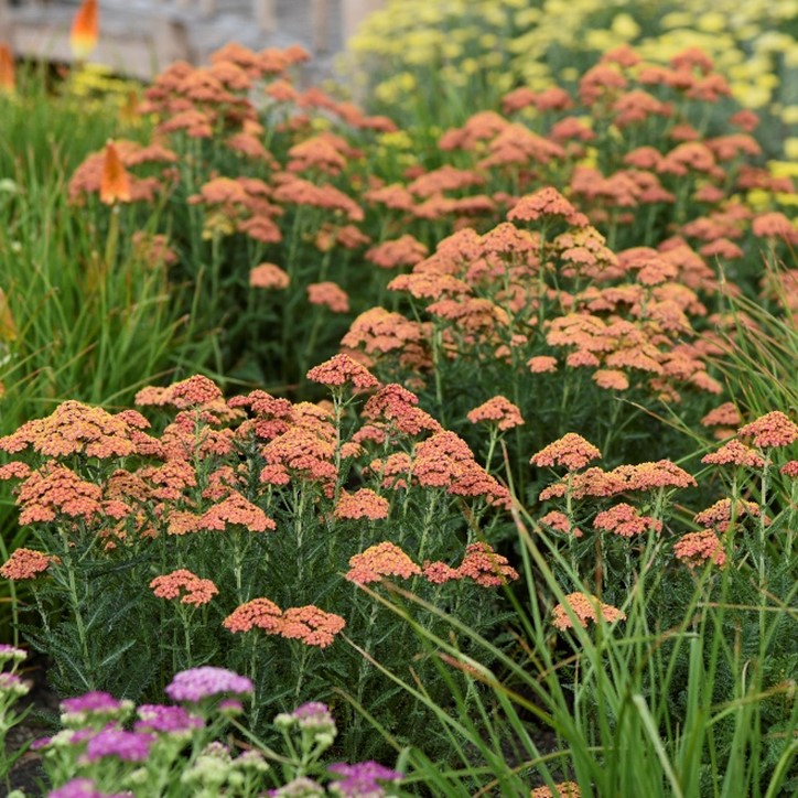 Yarrow Firefly Peach Sky - Wild Juniper Nursery
