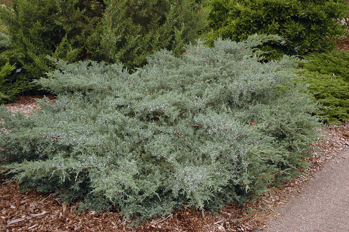 Juniper Grey Owl - Wild Juniper Nursery