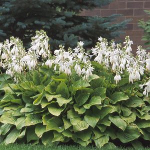 Hosta Royal Standard - Wild Juniper Nursery
