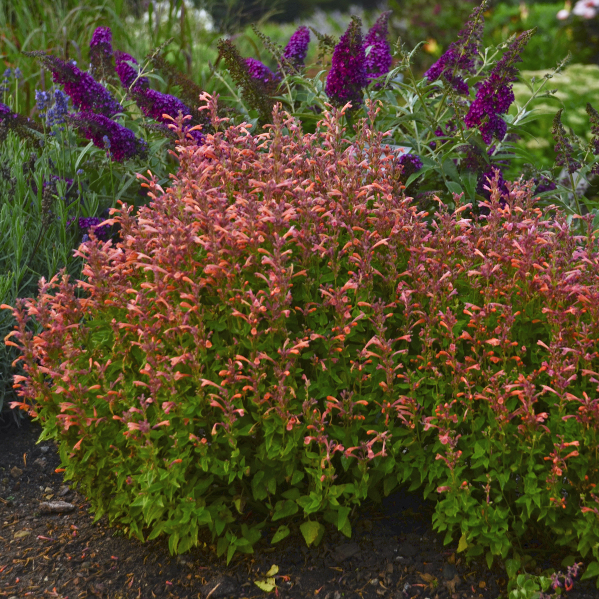 Hyssop Mango Tango - Wild Juniper Nursery