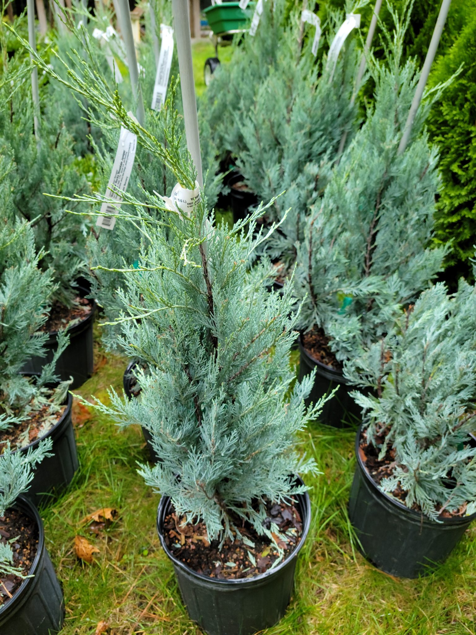 Juniper Moonglow - Wild Juniper Nursery