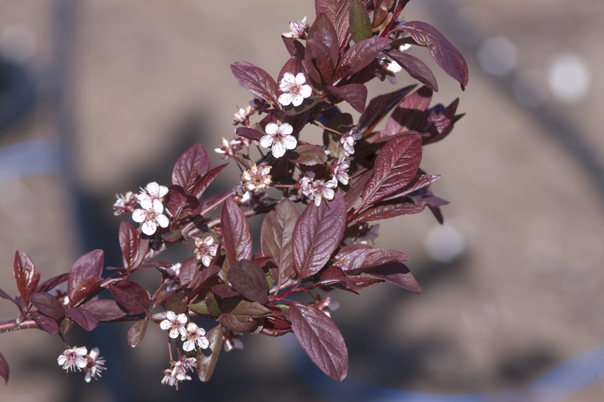 Plum Tree Newport - Wild Juniper Nursery