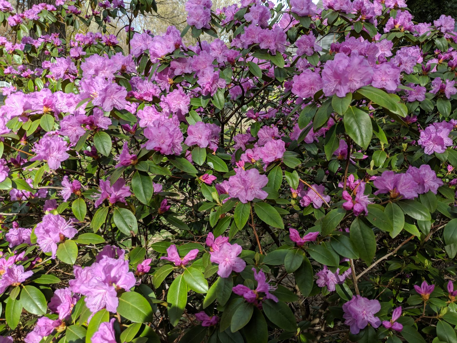 Rhododendron PJM - Wild Juniper Nursery