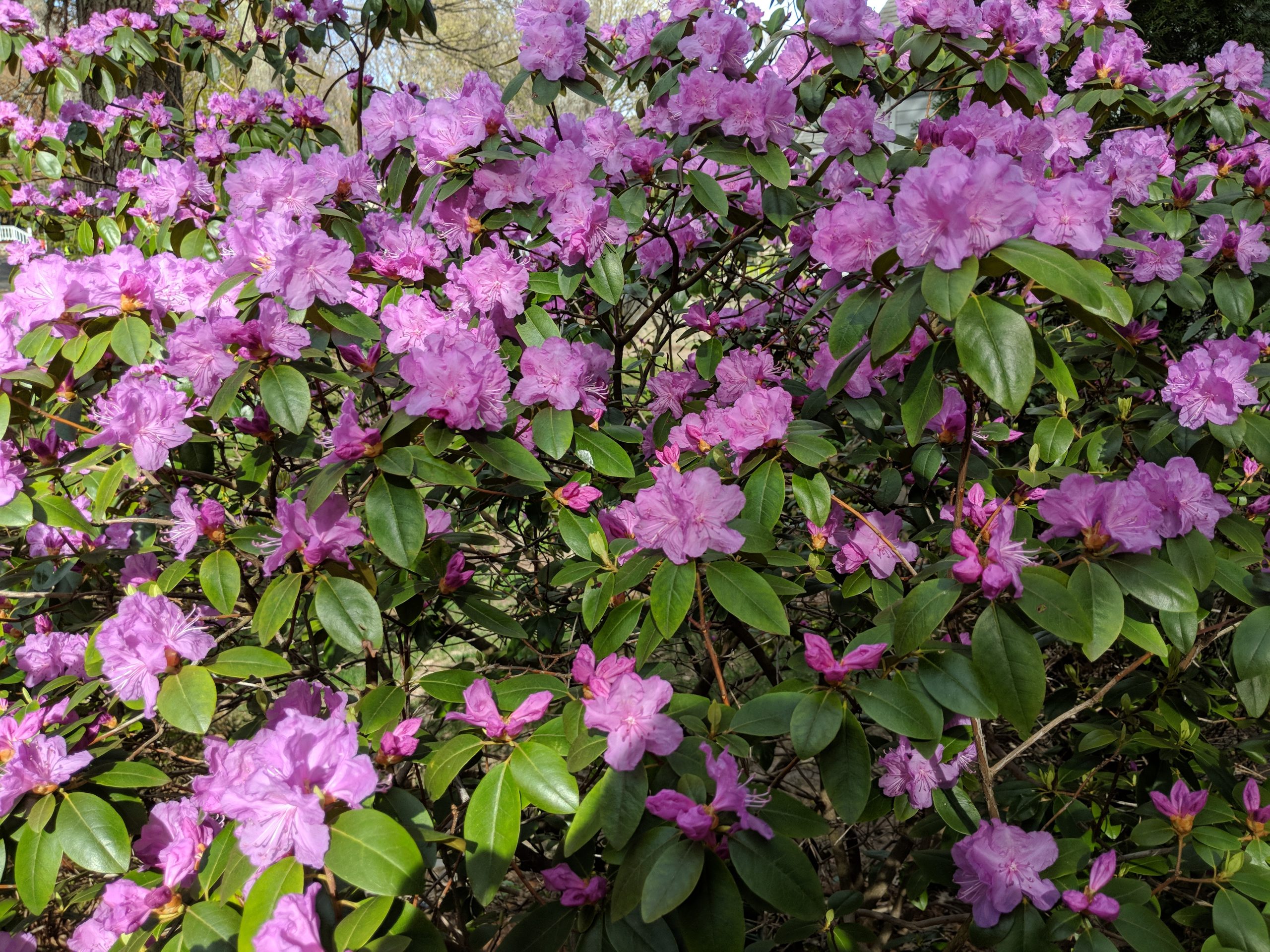 Rhododendron PJM - Wild Juniper Nursery