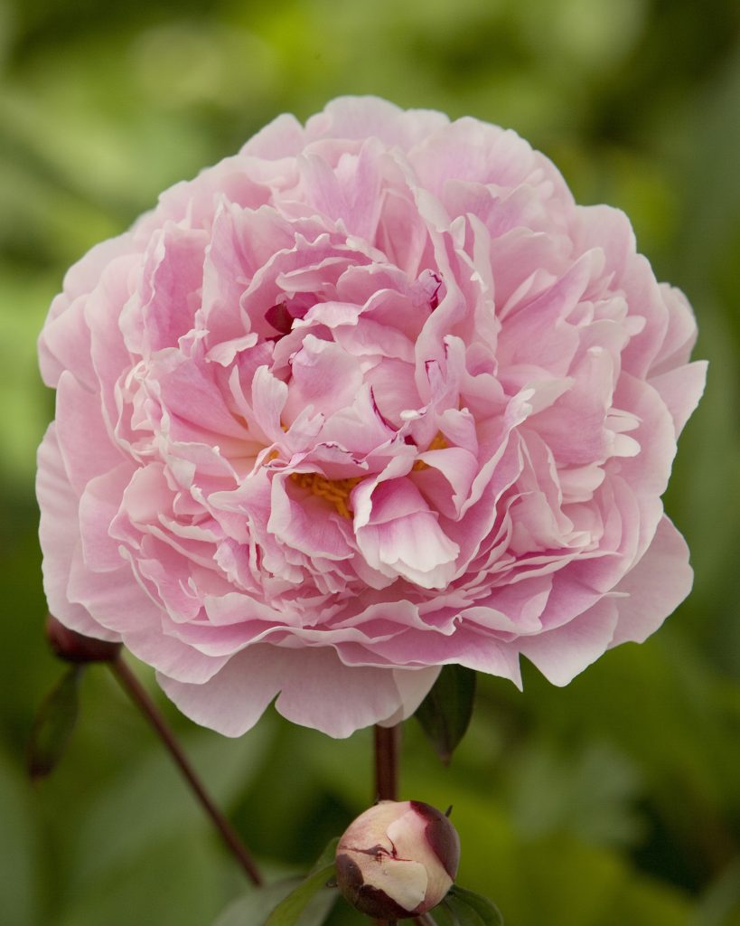 Peony Sarah Bernhardt - Wild Juniper Nursery