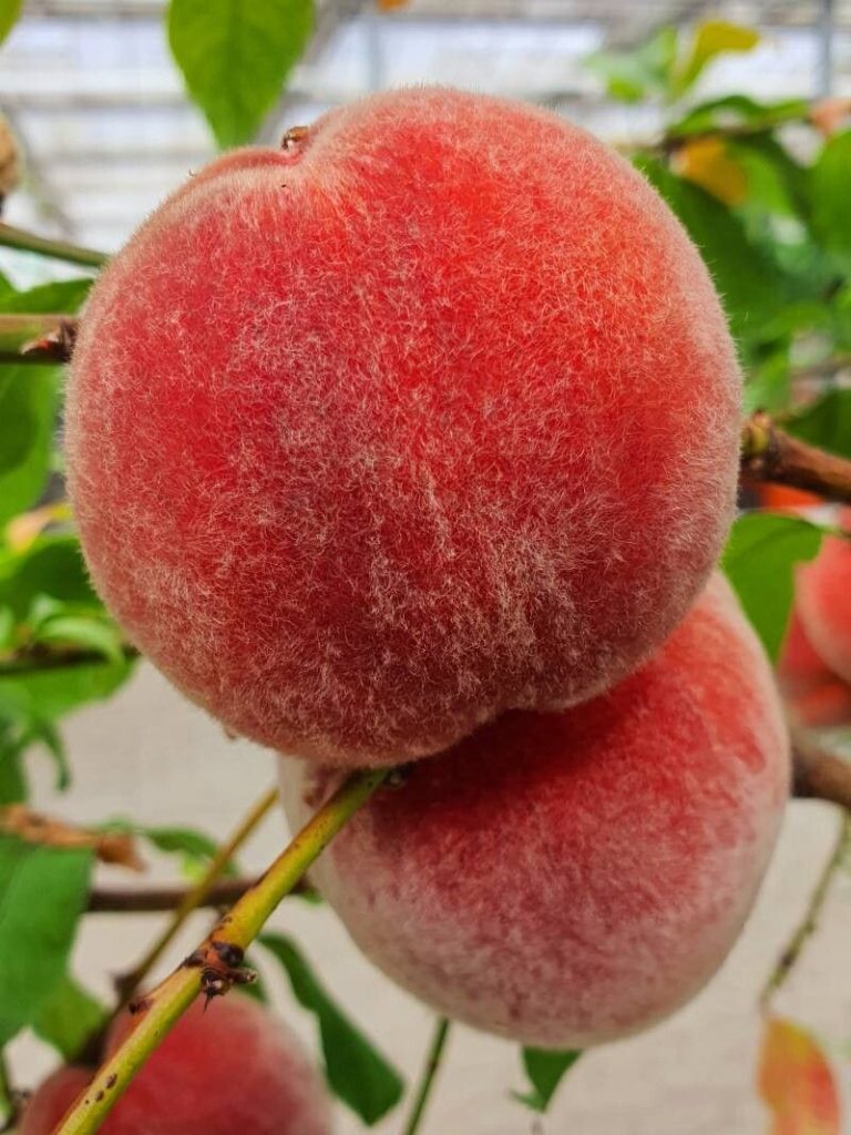 Peach Tree Redhaven - Wild Juniper Nursery
