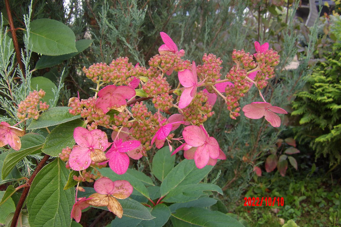 Hydrangea Pink Diamond - Wild Juniper Nursery