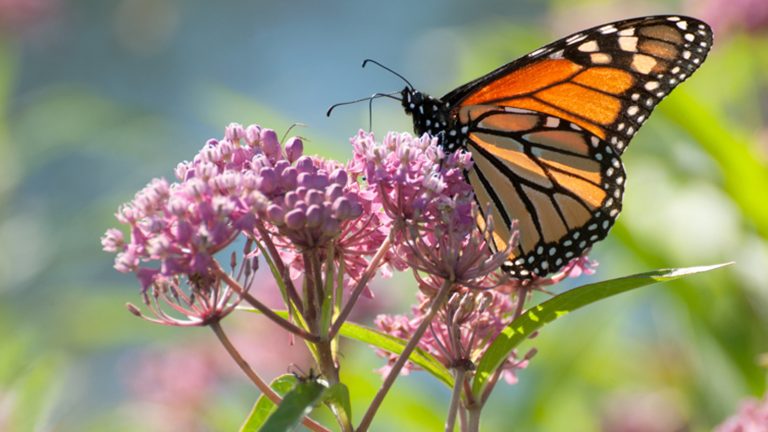 Milkweed Swamp - Wild Juniper Nursery