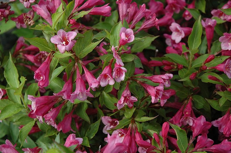 Weigela Minuet - Wild Juniper Nursery
