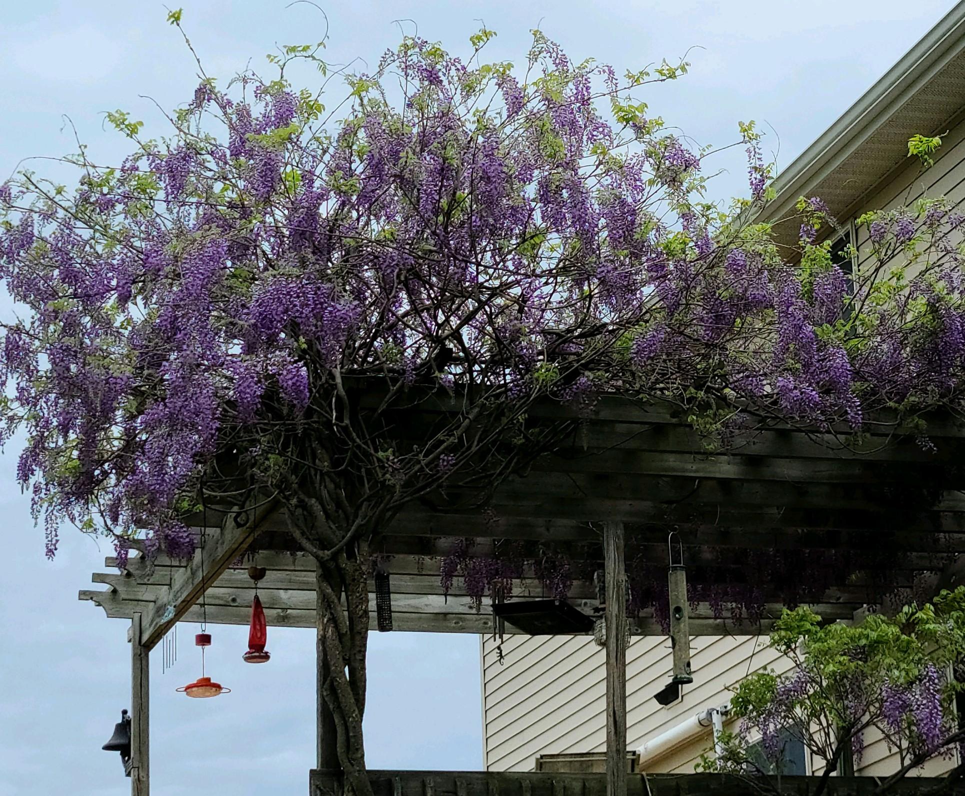 Wisteria Amethyst Falls - Wild Juniper Nursery