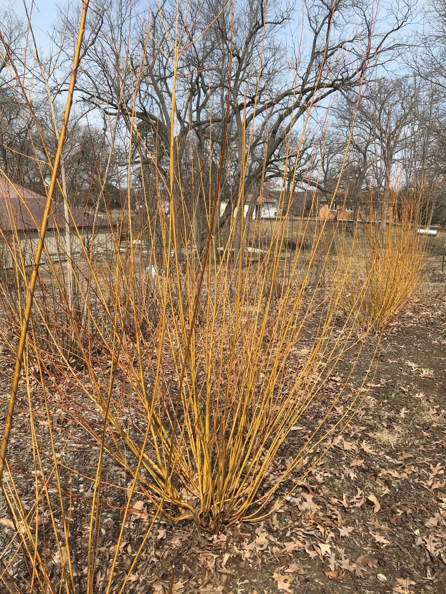 Willow Yellow Flame - Wild Juniper Nursery