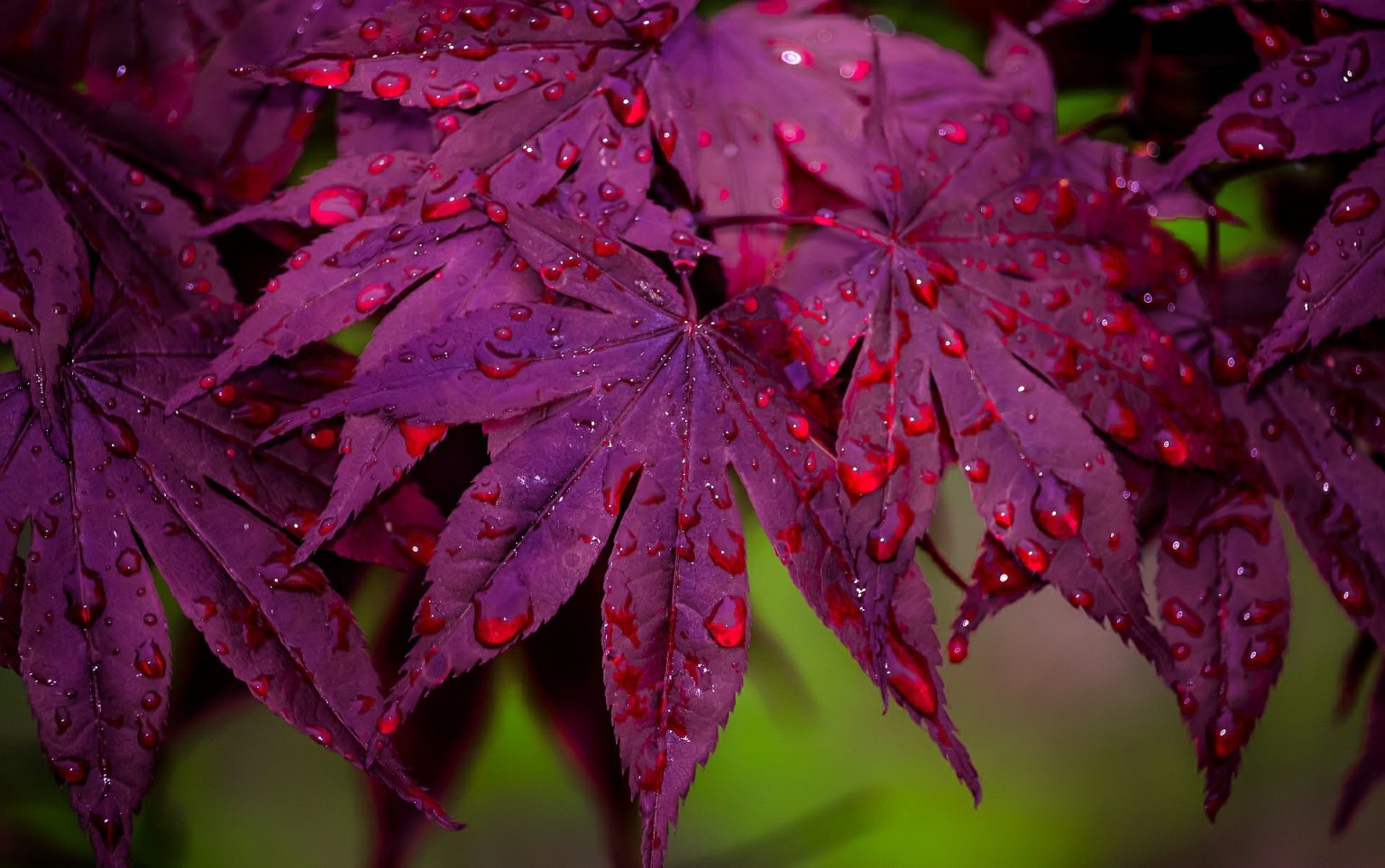 Japanese Maple Purple Ghost - Wild Juniper Nursery