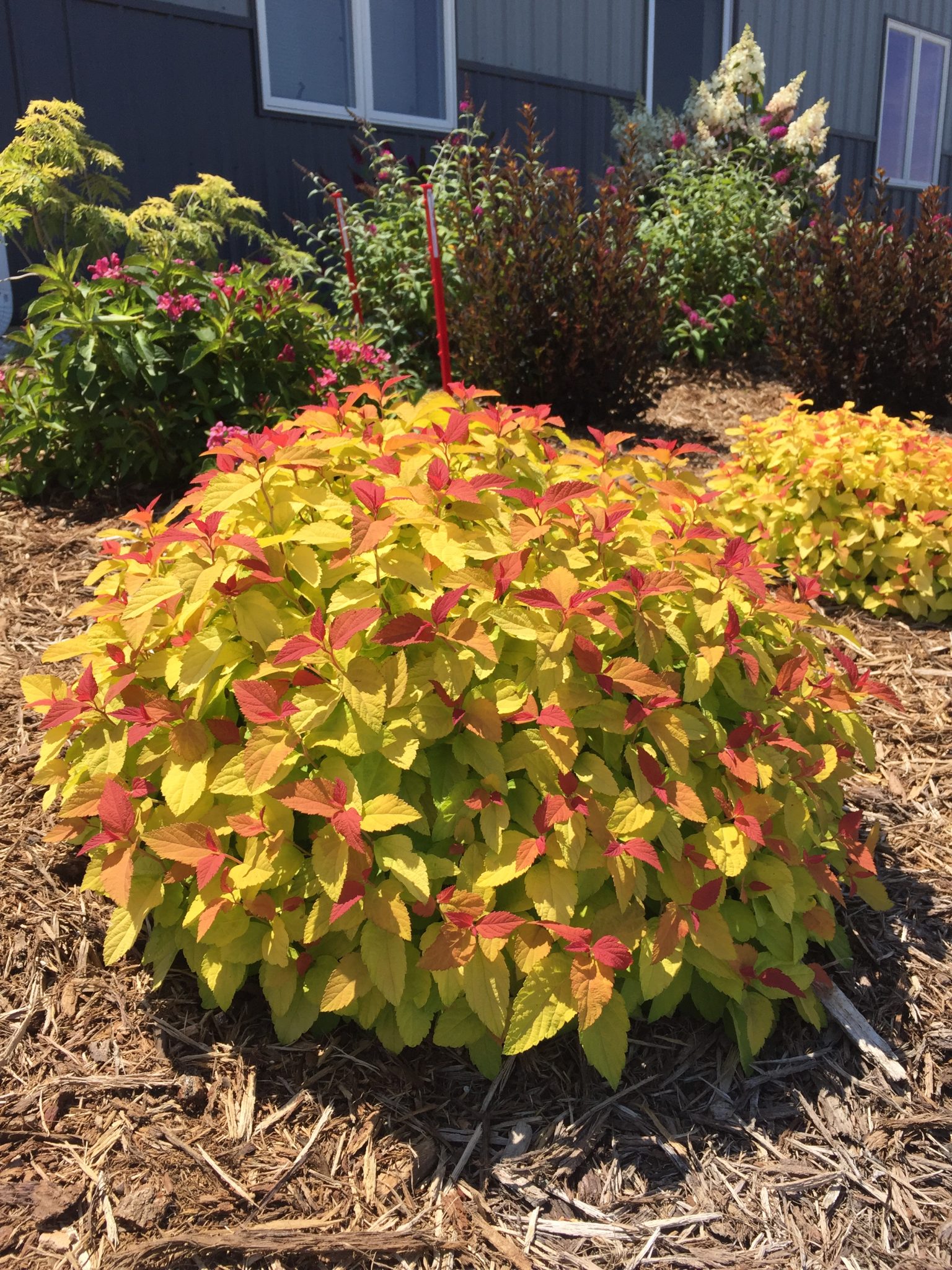 Spirea Candy Corn - Wild Juniper Nursery