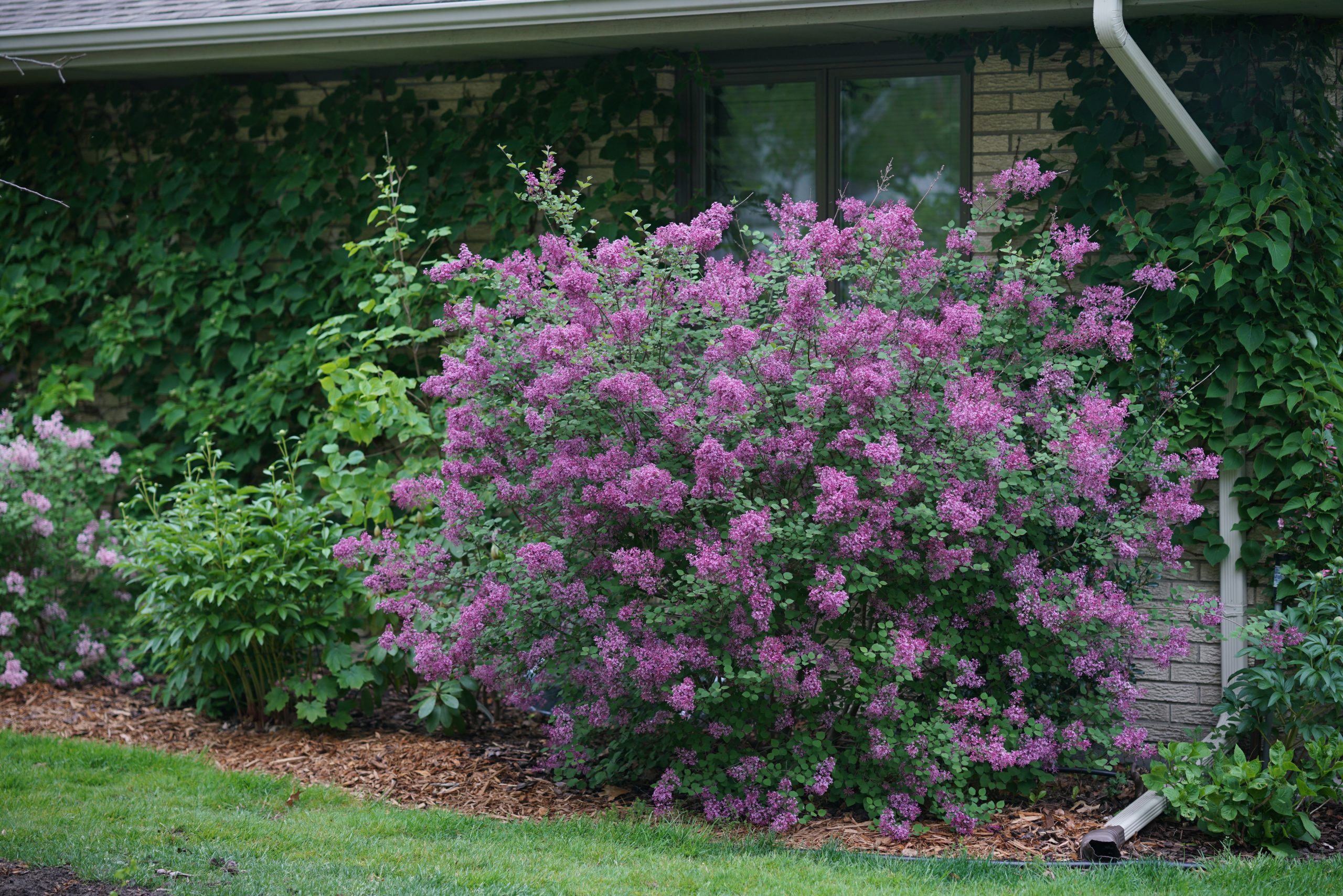 Lilac Bloomerang Dark Purple - Wild Juniper Nursery