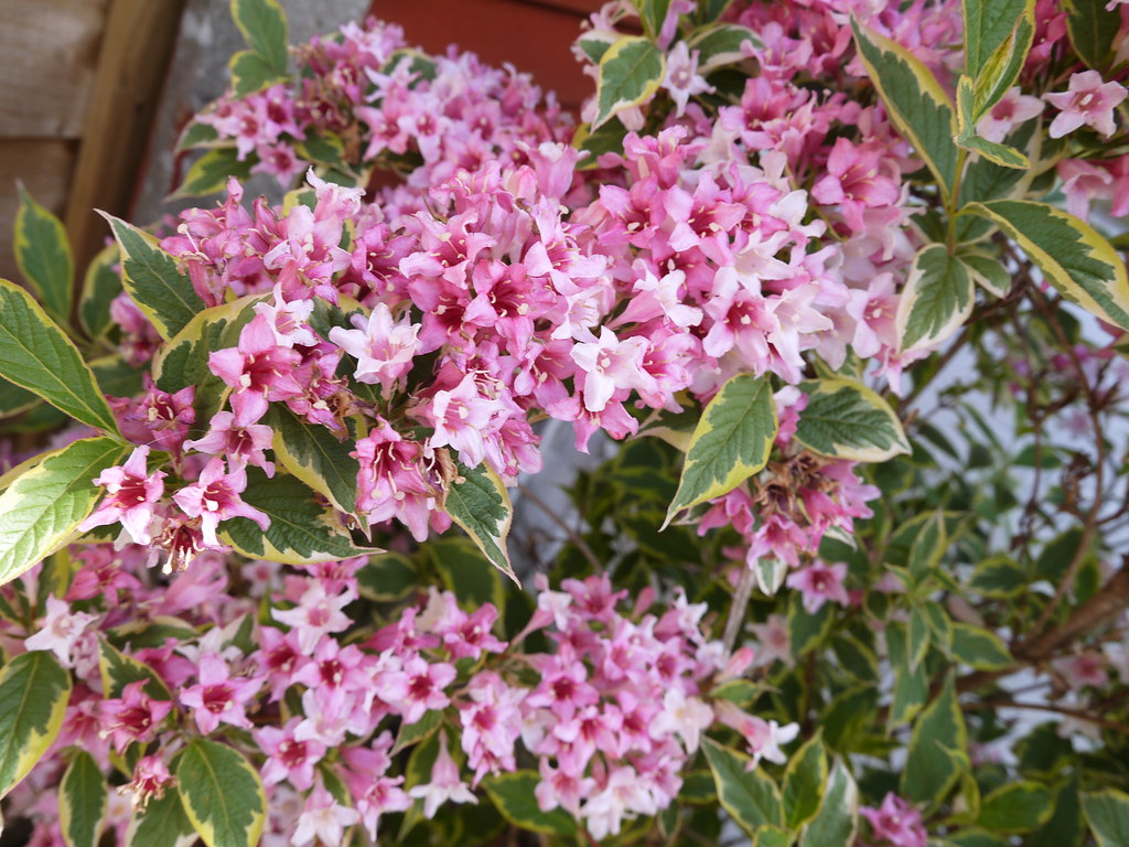 Weigela Variegated - Wild Juniper Nursery