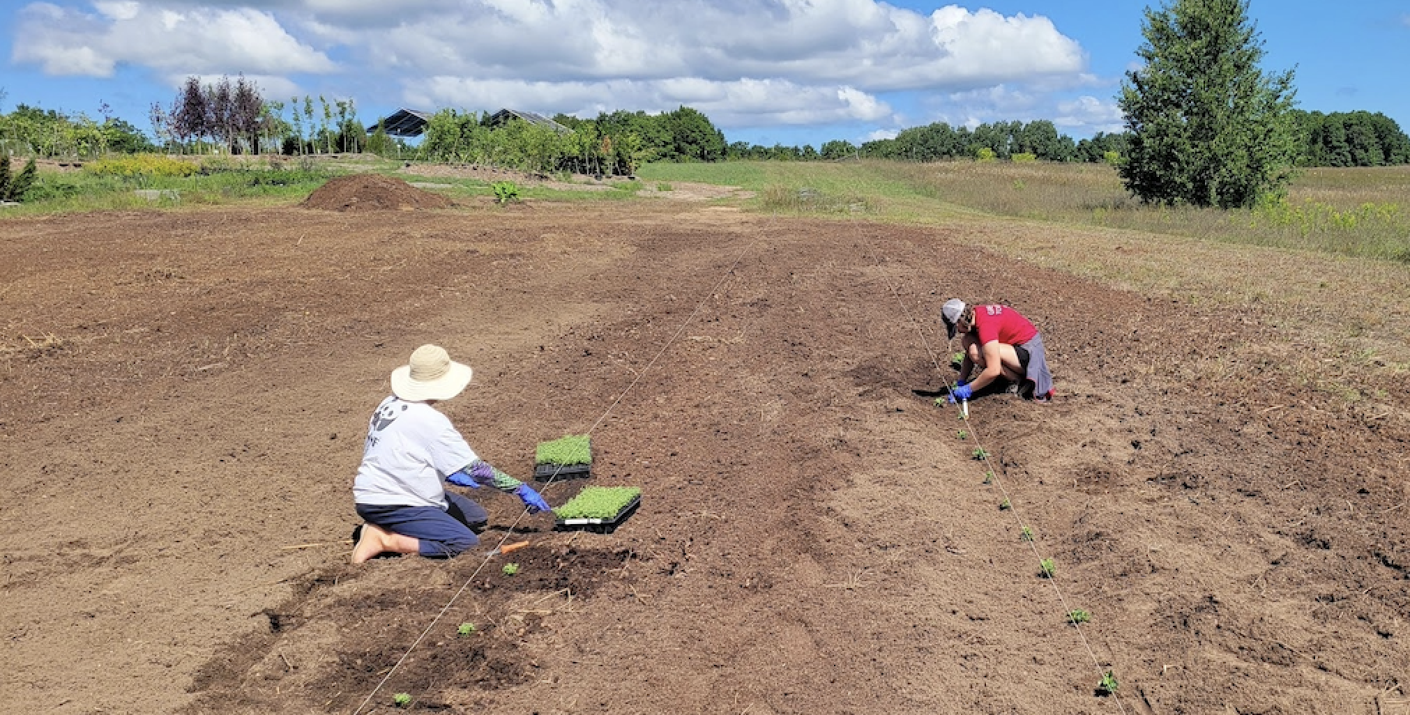 Field planting perennials - Watch them grow as you drive by on M72 ...
